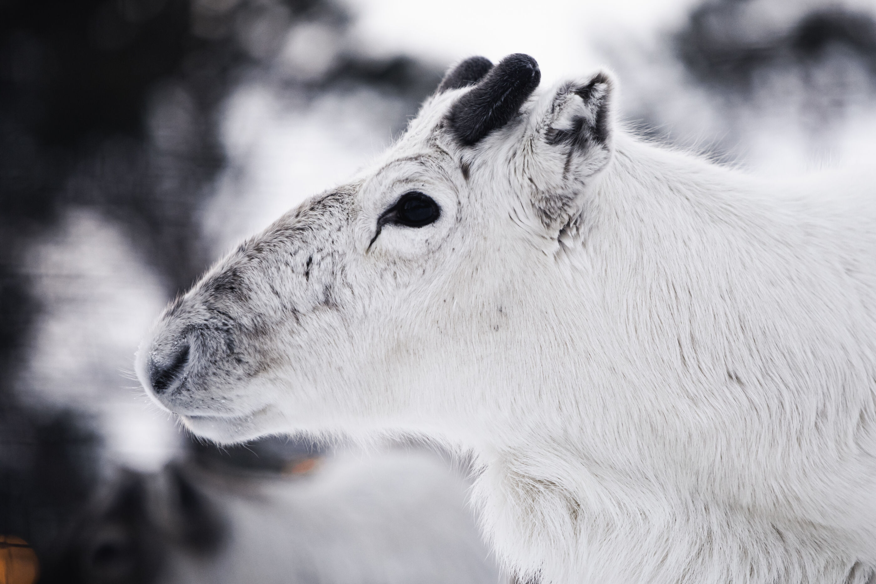 Sami Culture and Reindeer Feeding | Malangen Resort Experiences